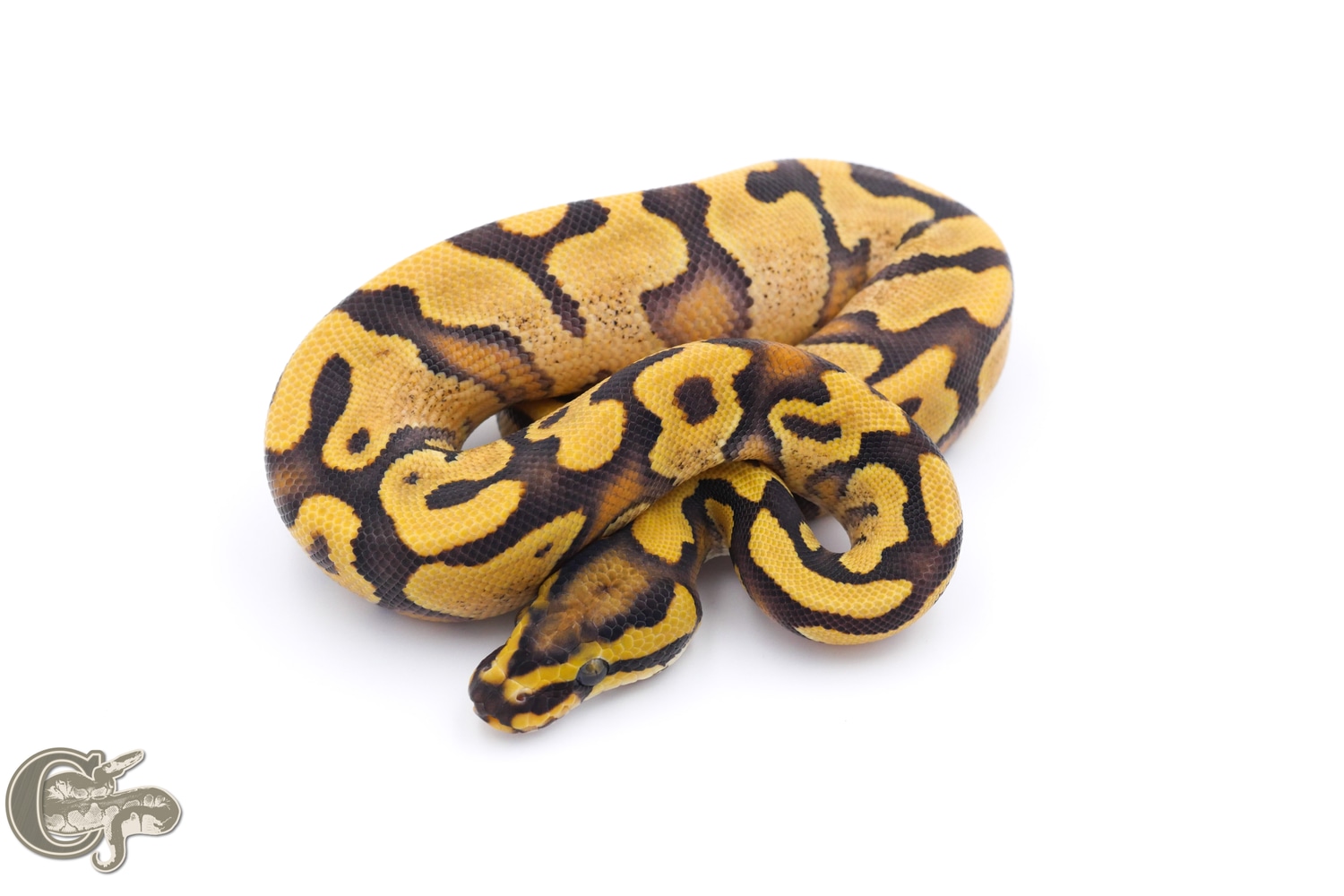 Enchi YB Or Asphalt Desert Ghost Ball Python by Chimera - MorphMarket