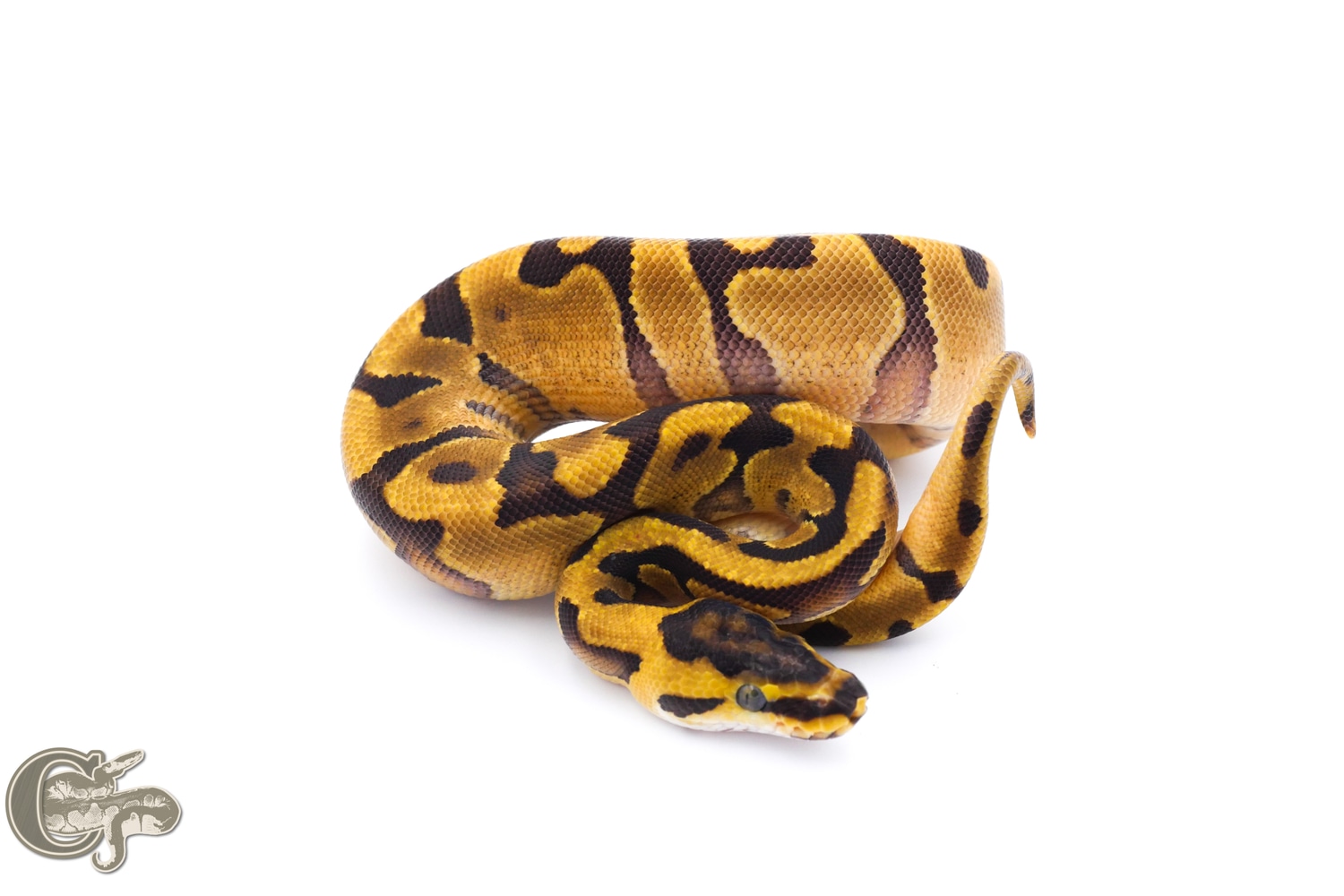 Super Enchi Het Desert Ghost Ball Python by Chimera - MorphMarket