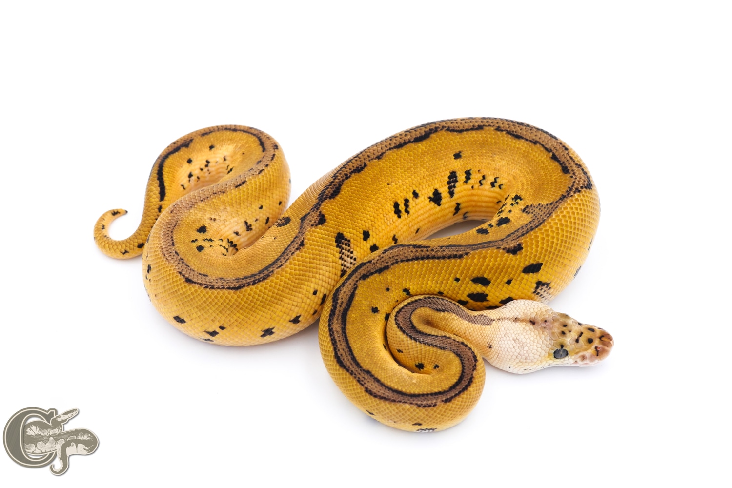 Pastel Leopard Blade Probable Confusion Clown Ball Python by Chimera ...