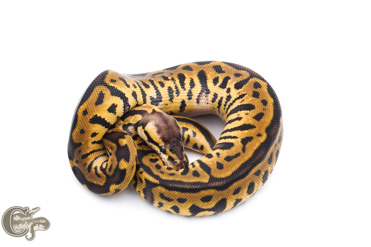 Pastel Leopard Blade Confusion Het Clown Ball Python by Chimera ...