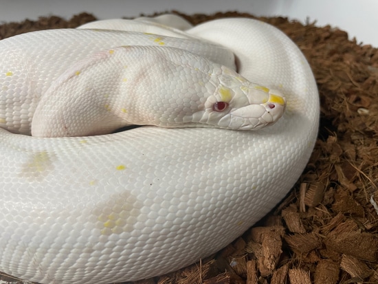 Albino Motley Golden Child Cow Reticulated Python by Chimera