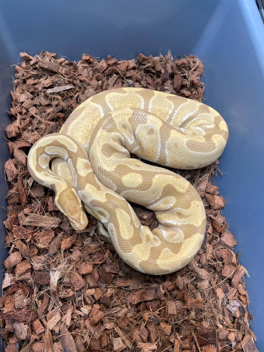 Enchi Ultramel Ball Python by Chimera - MorphMarket