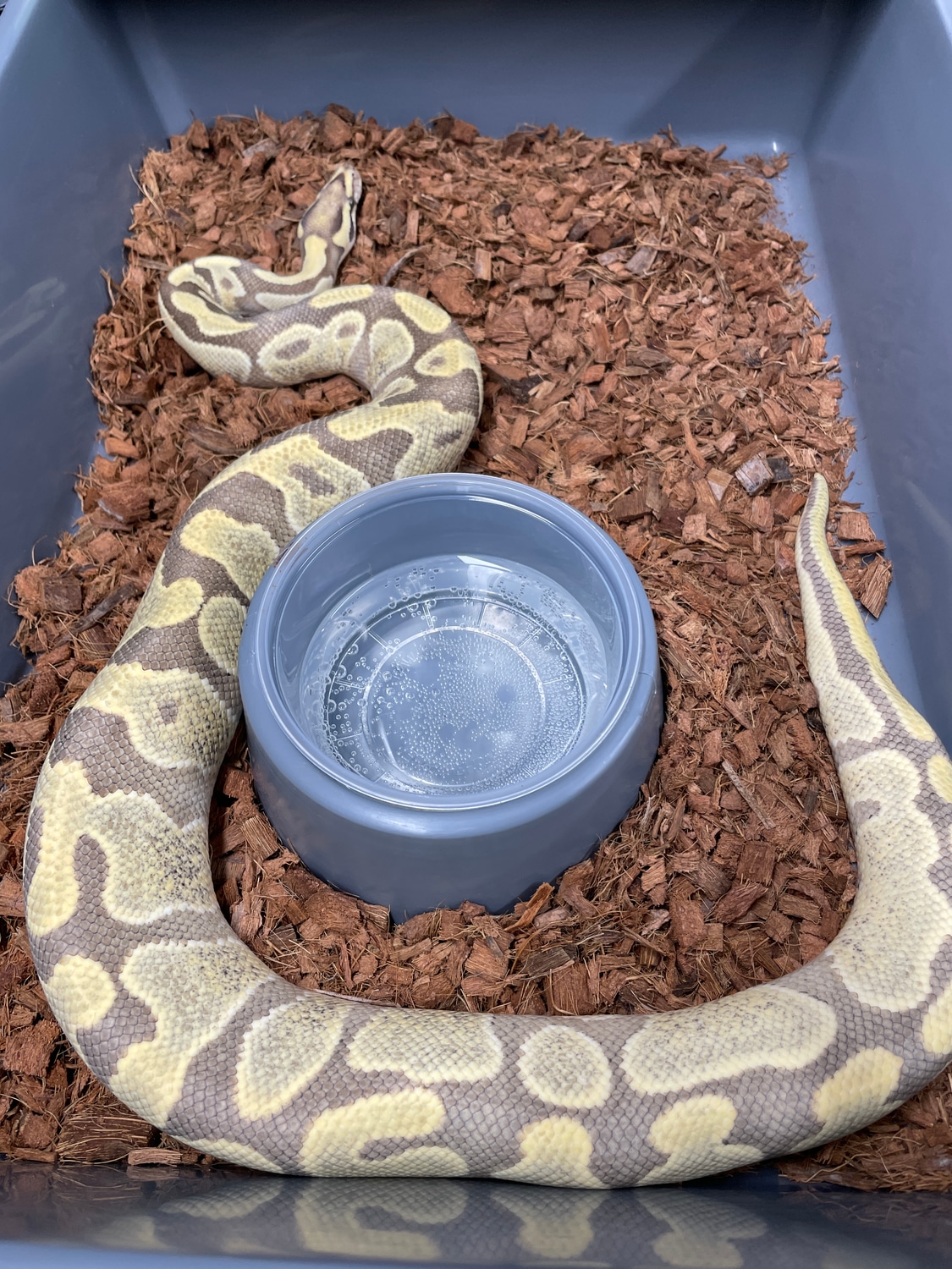 Enchi Asphalt Desert Ghost Ball Python by Chimera - MorphMarket