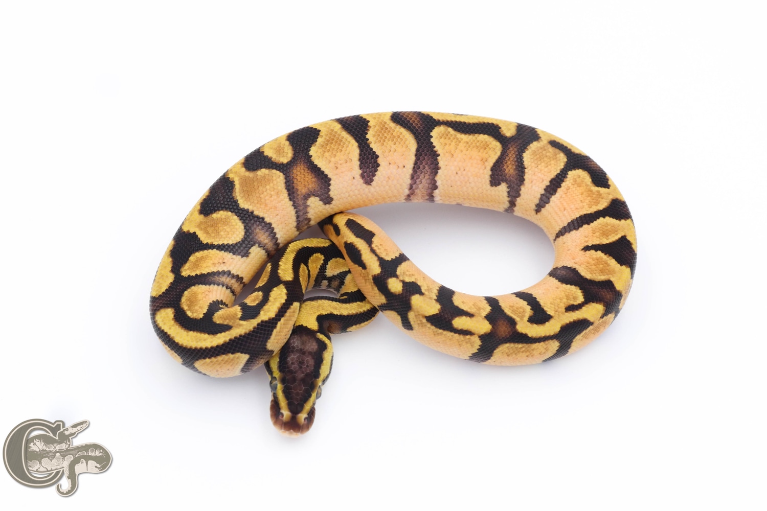 Pastel Enchi Het Puzzle Het Lavender 50% Het Pied 50% Het Hypo Ball ...