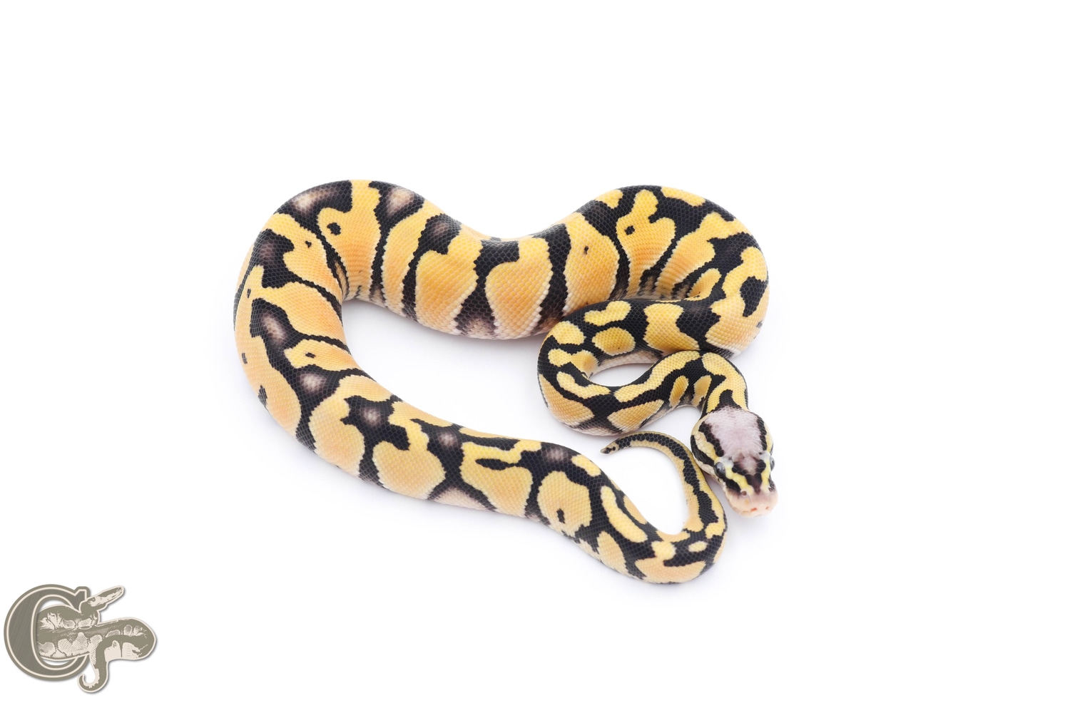 Pastel Desert Ghost Het Clown Ball Python by Chimera - MorphMarket
