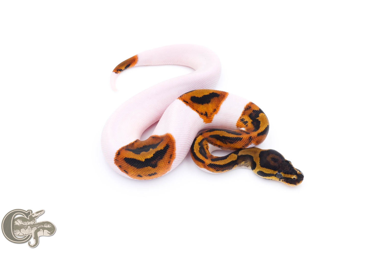 Pied 66% Het Desert Ghost 50% Het Clown Ball Python by Chimera ...
