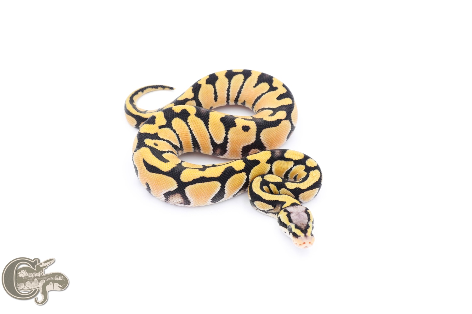 Pastel Desert Ghost Het Clown Ball Python by Chimera - MorphMarket