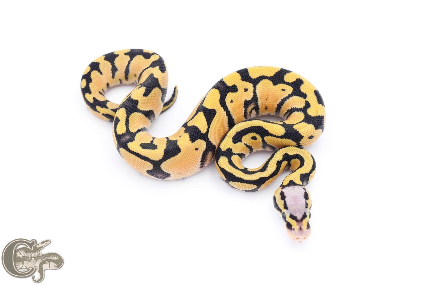 Pastel Desert Ghost Het Clown Ball Python by Chimera - MorphMarket
