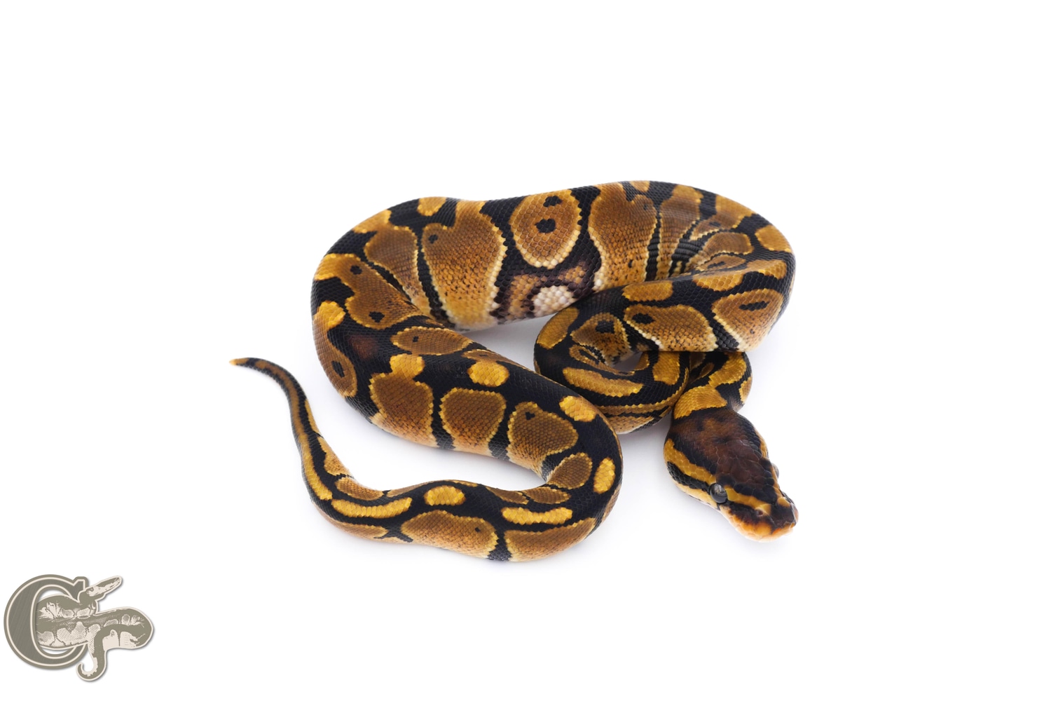 Het Desert Ghost Het Clown Ball Python by Chimera - MorphMarket