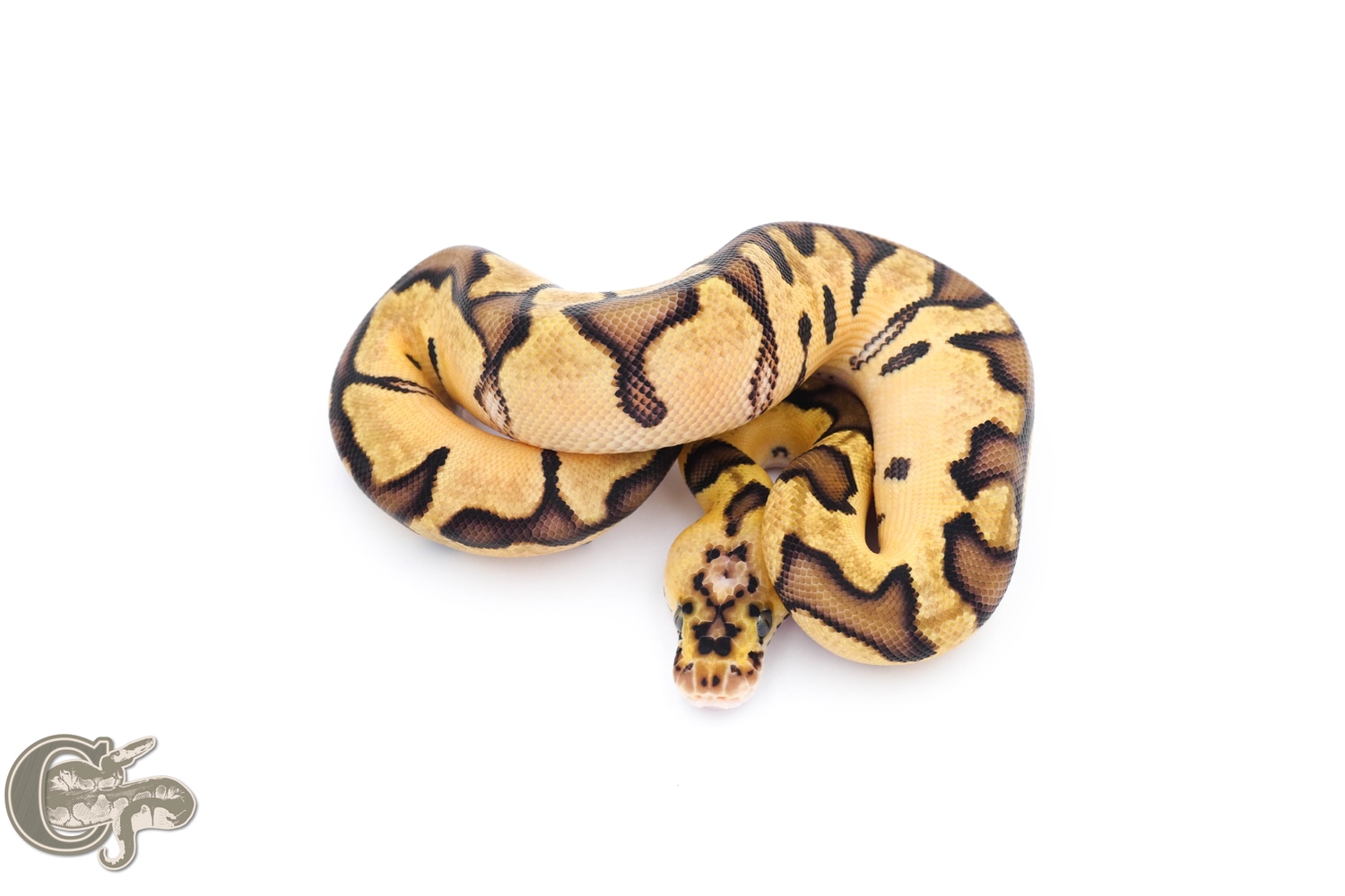 Pastel Enchi Clown Het Desert Ghost Ball Python by Chimera - MorphMarket