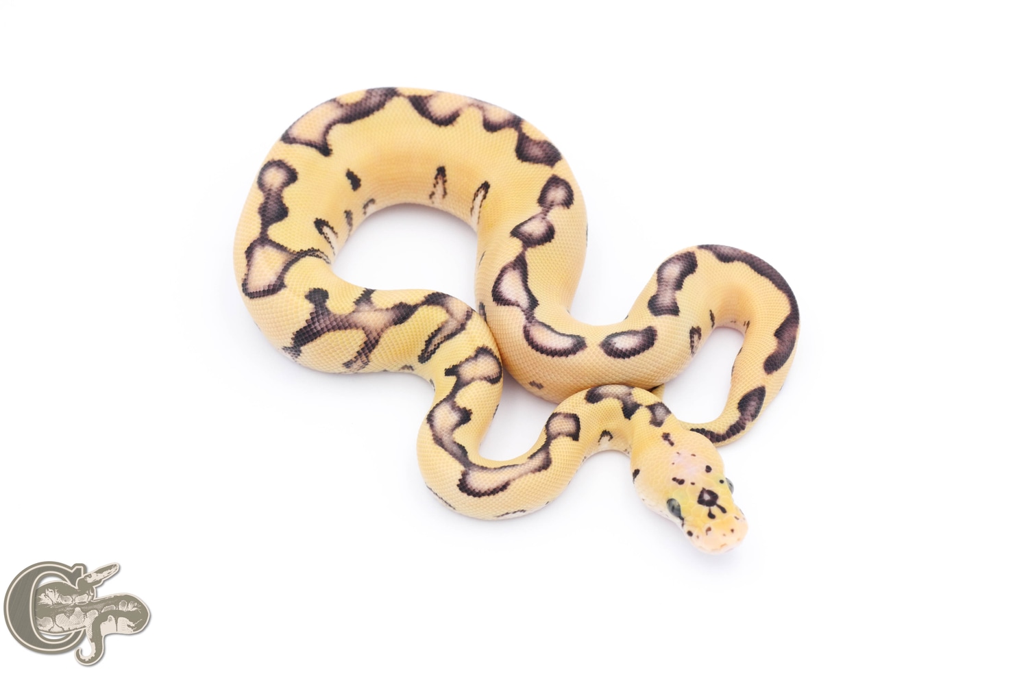 Pastel Enchi Desert Ghost Clown Ball Python by Chimera - MorphMarket