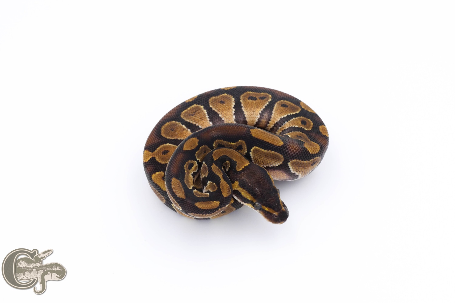 Black Head Het Puzzle Het Lavender 50% Het Pied 50% Het Hypo Ball Python by Chimera - MorphMarket