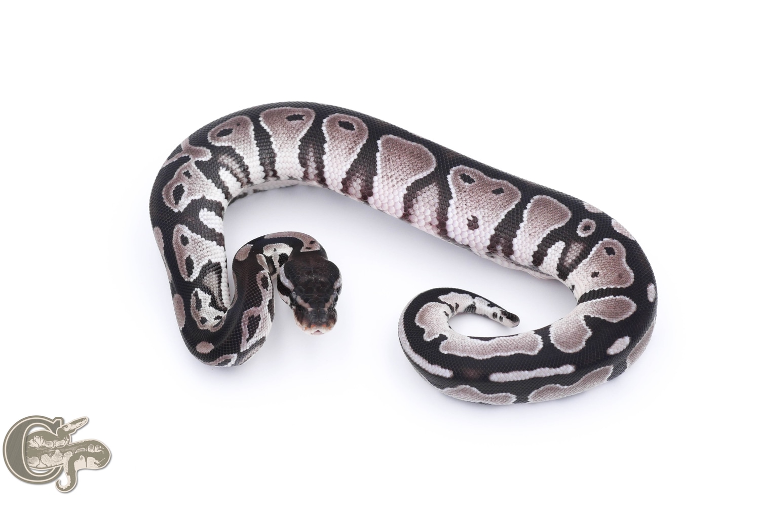 Black Head VPI Axanthic Het Pied Ball Python by Chimera - MorphMarket