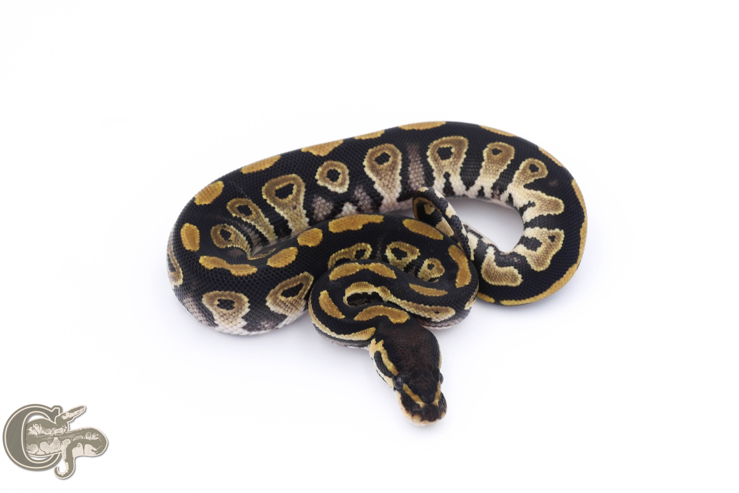 Black Head Red Gene Het VPI Axanthic Het Clown Het Pied 50% Het ...