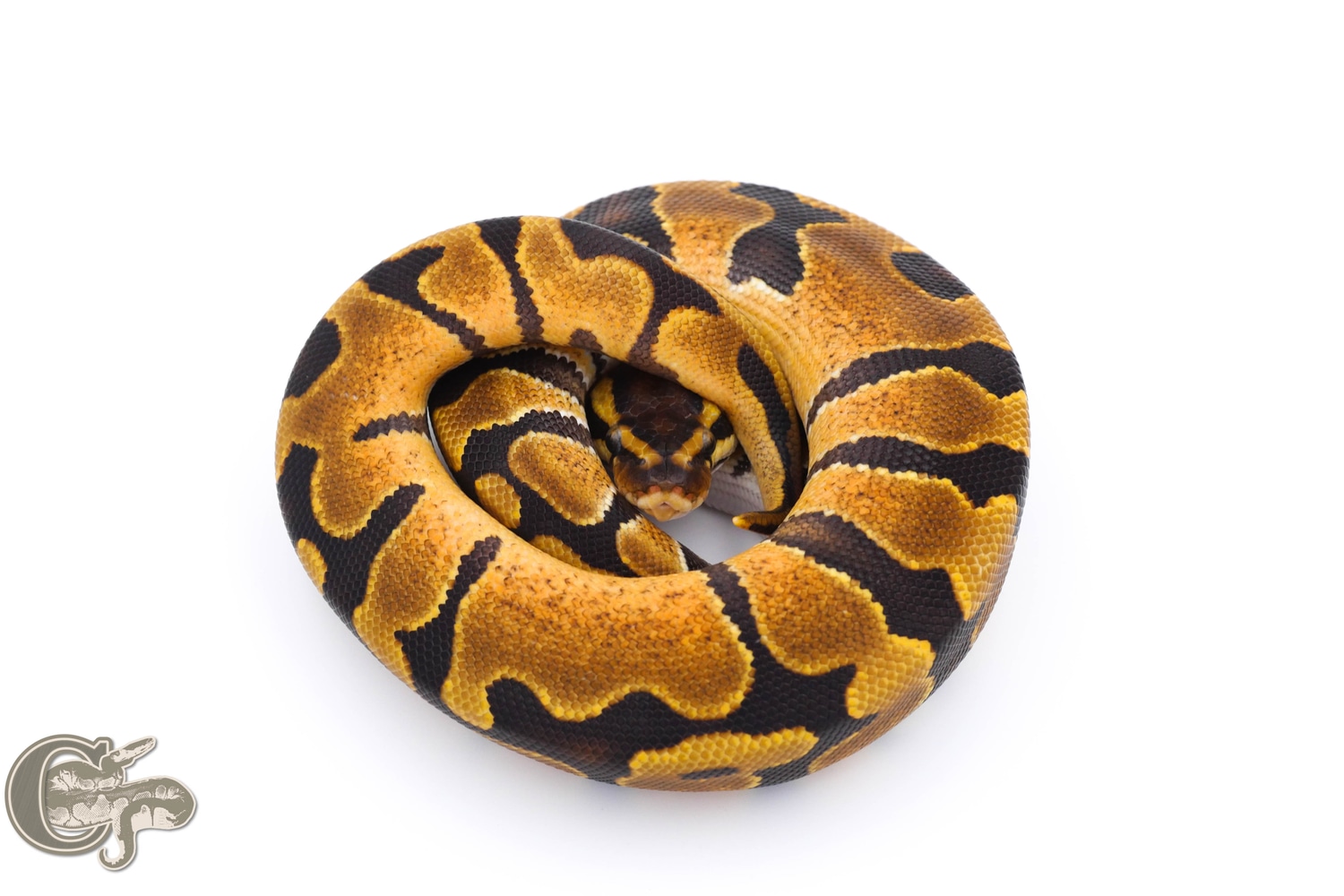 Enchi Het Puzzle Het Lavender Poss Het Pied Poss Het Hypo (Strong ...