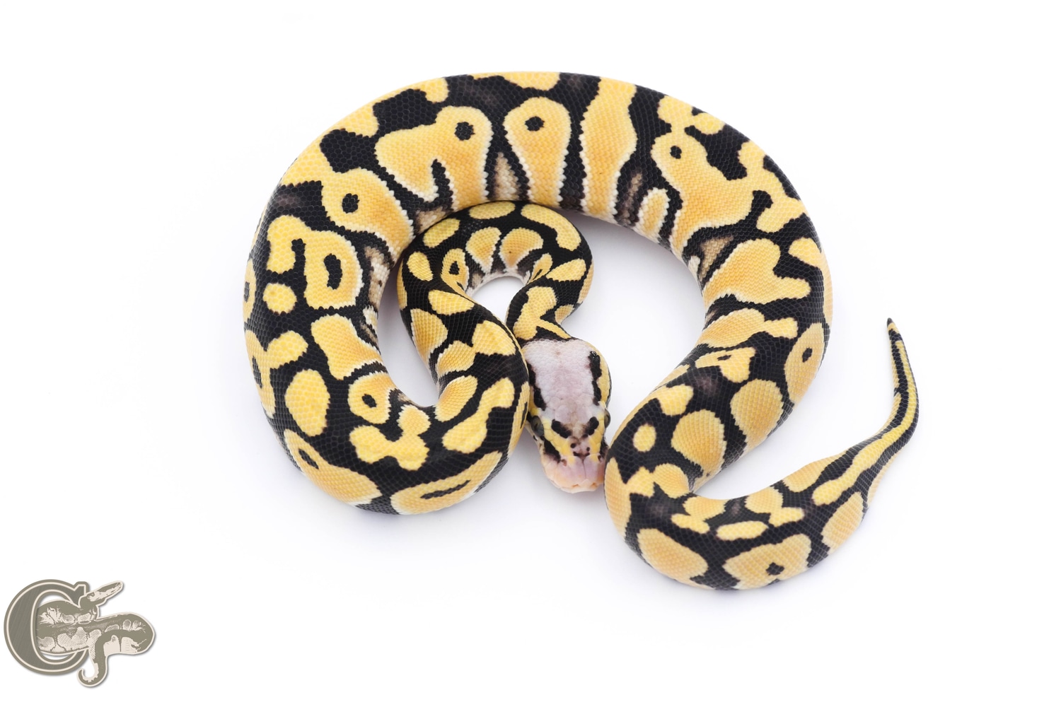 Pastel Desert Ghost Het Clown Ball Python by Chimera - MorphMarket