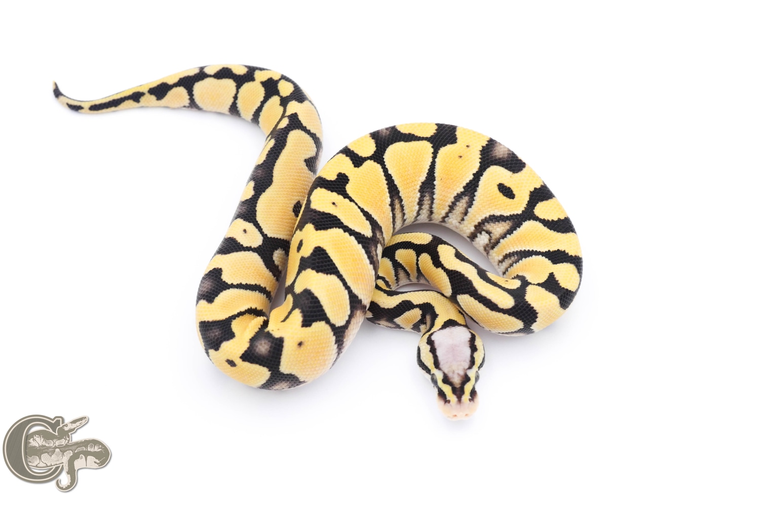 Pastel Desert Ghost Het Clown Ball Python by Chimera - MorphMarket