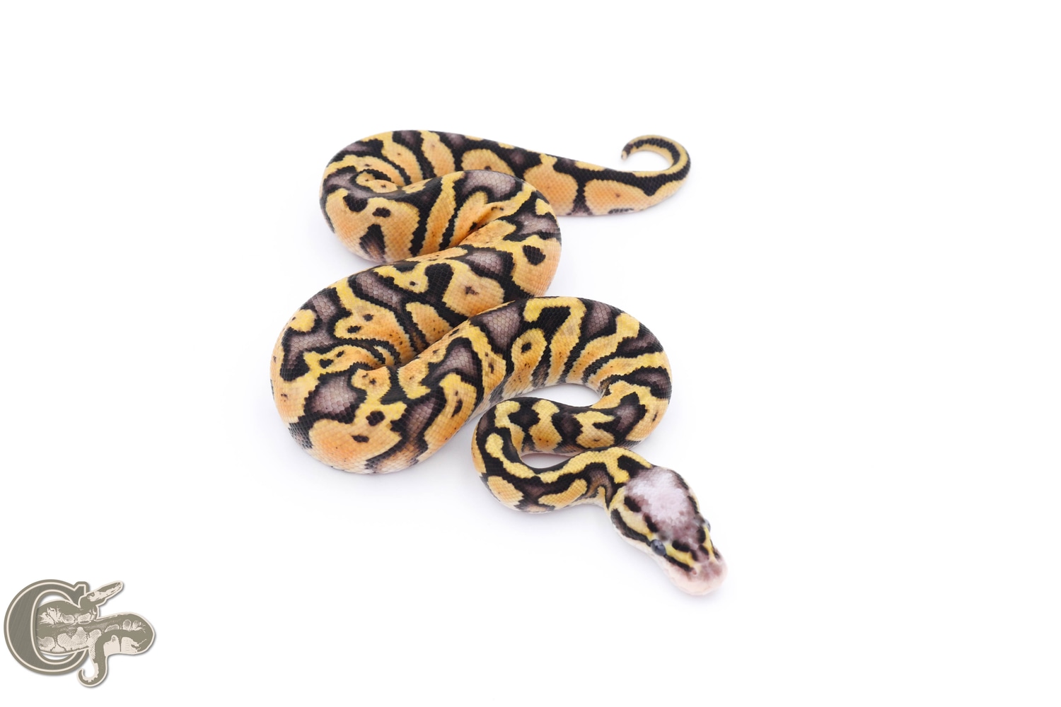 Super Pastel Het Clown Het Desert Ghost Ball Python by Chimera ...