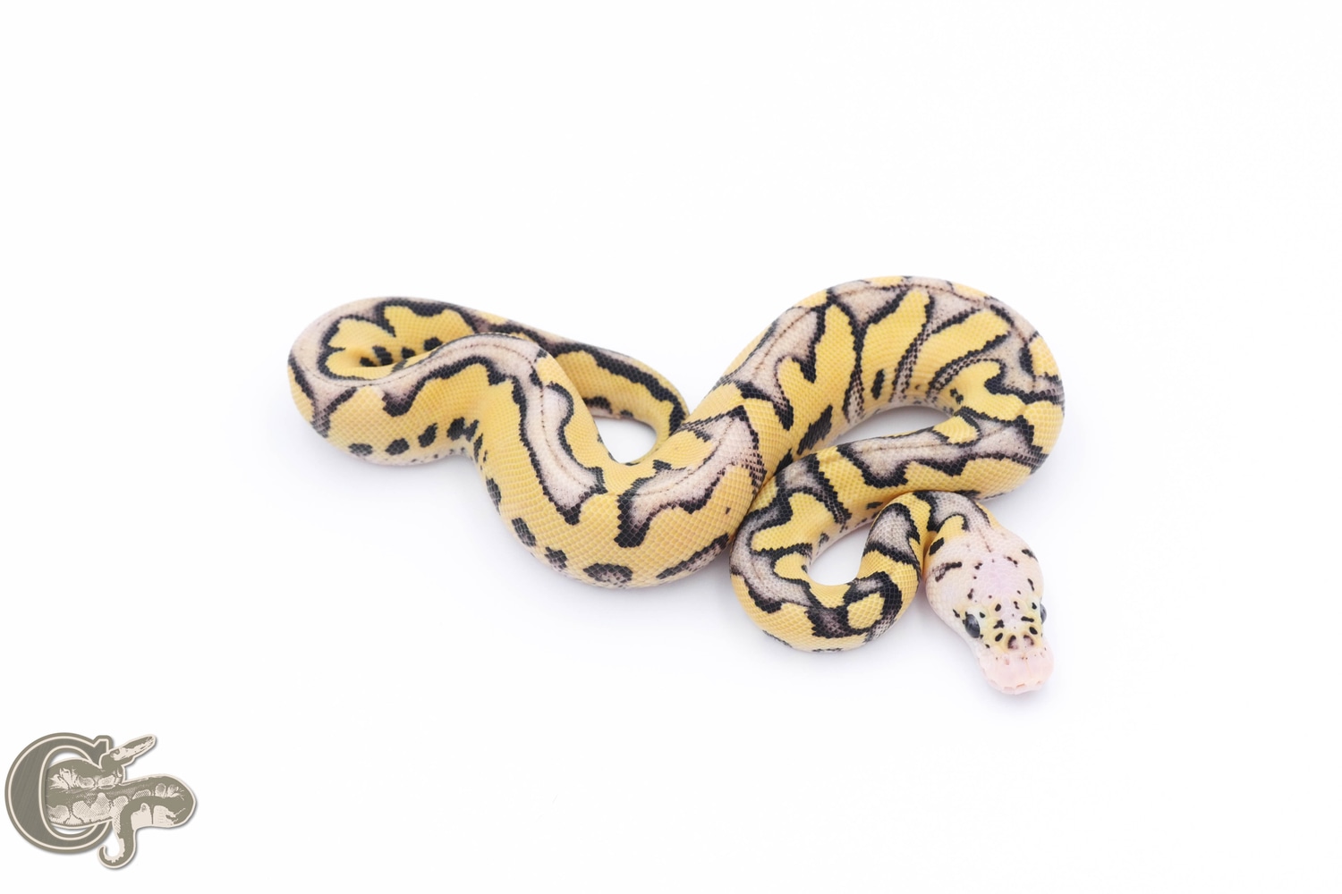 Pastel Vanilla Desert Ghost Clown Ball Python by Chimera - MorphMarket