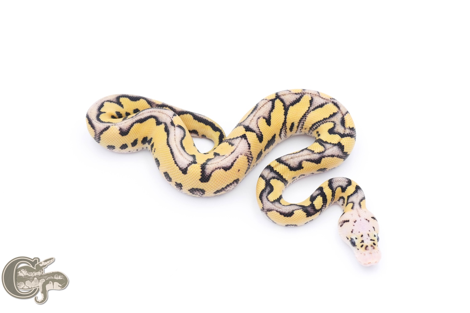 Pastel Vanilla Desert Ghost Clown Ball Python by Capital Reptiles ...