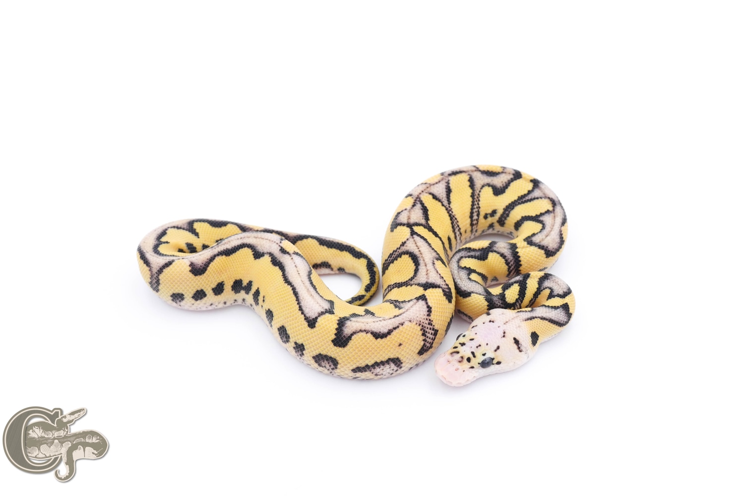 Pastel Vanilla Desert Ghost Clown Ball Python by Chimera - MorphMarket