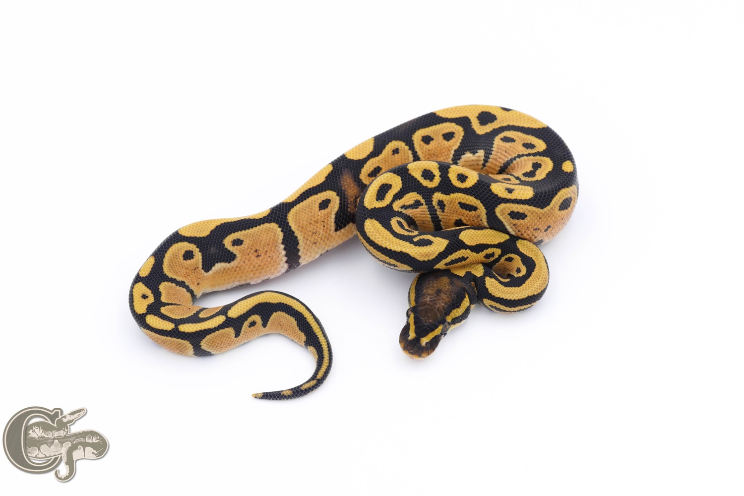 Desert Ghost Het Pied Poss Het Cryptic (Markers) Ball Python by Chimera ...