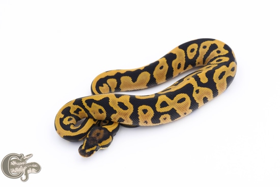 Leopard Desert Ghost Het Pied Poss Het Clown Poss Het Cryptic Ball ...