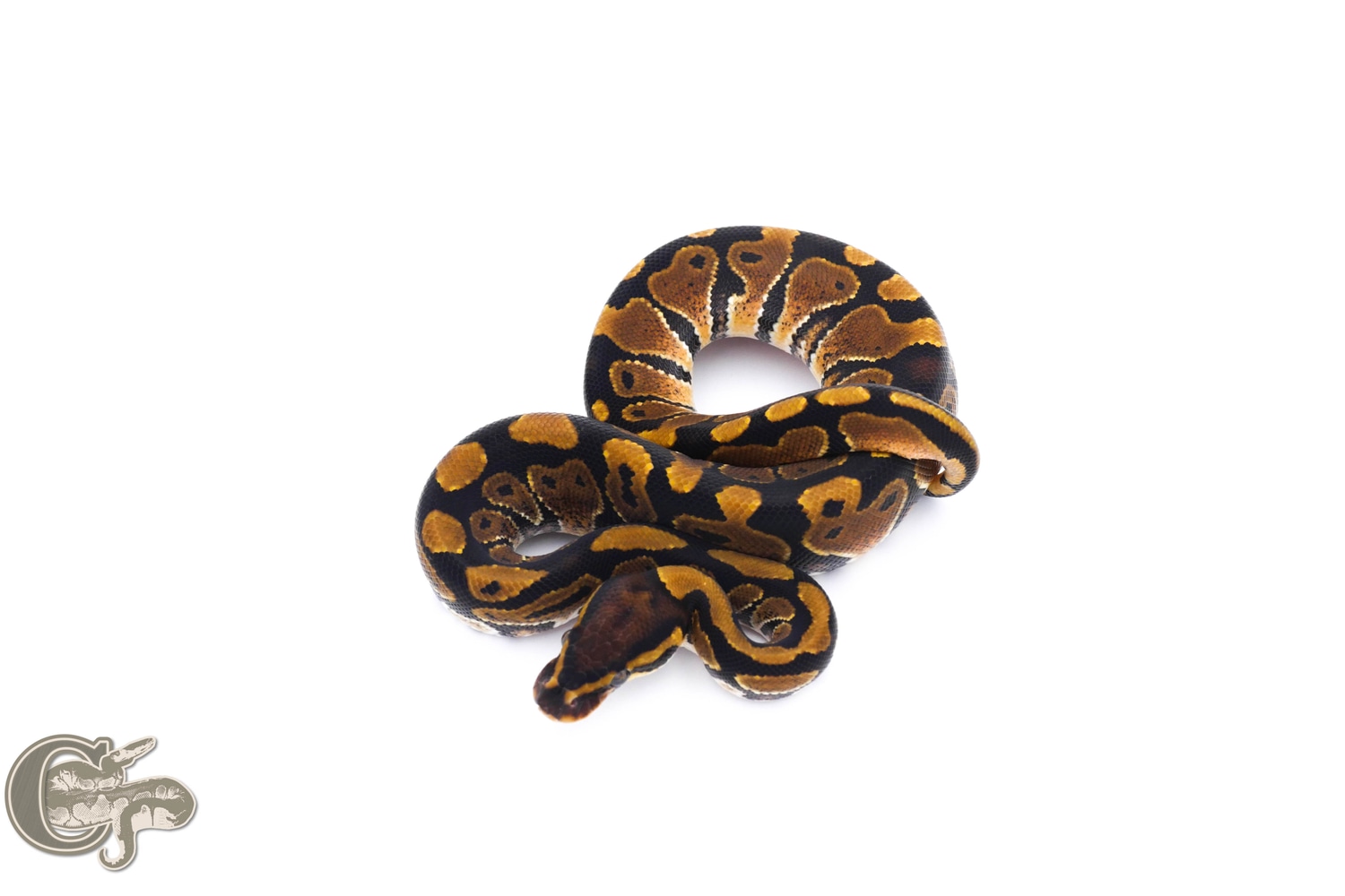 Het Clown Het Desert Ghost Ball Python by Chimera - MorphMarket