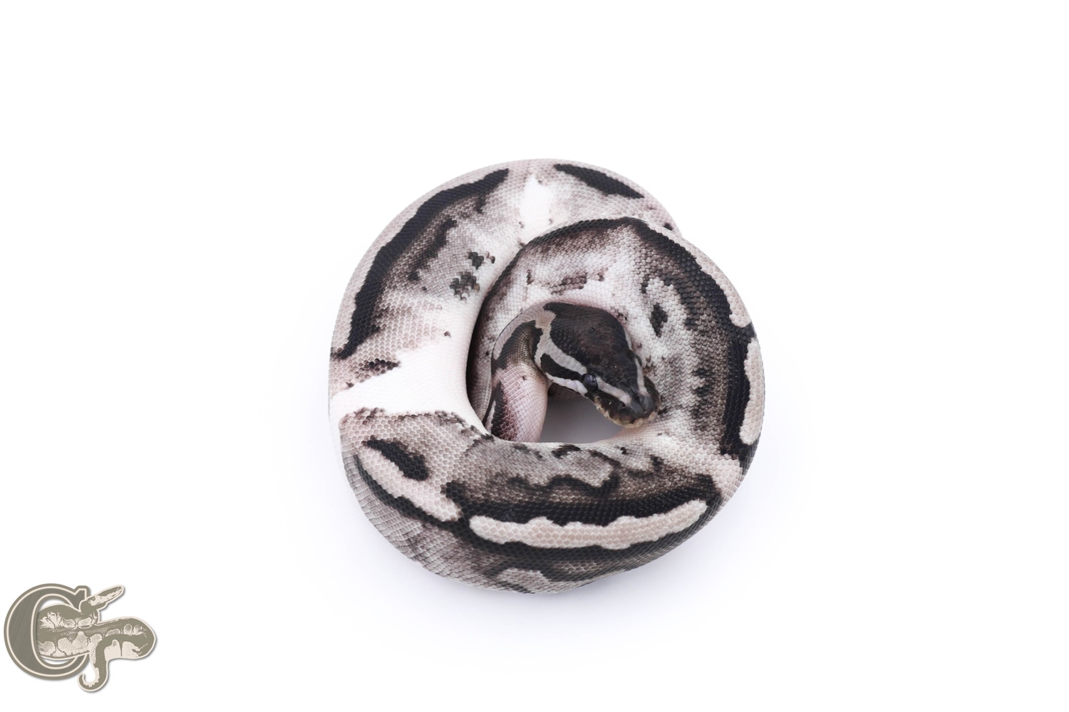 VPI Axanthic Pied Poss Het Lavender Ball Python by Chimera - MorphMarket