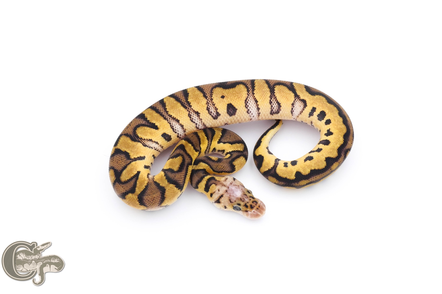 Pastel Vanilla Clown Het Desert Ghost Ball Python by Chimera - MorphMarket