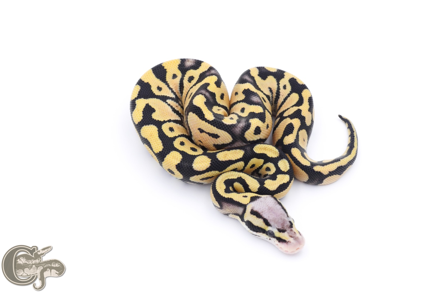 Pastel Desert Ghost Het Clown Ball Python by Chimera - MorphMarket