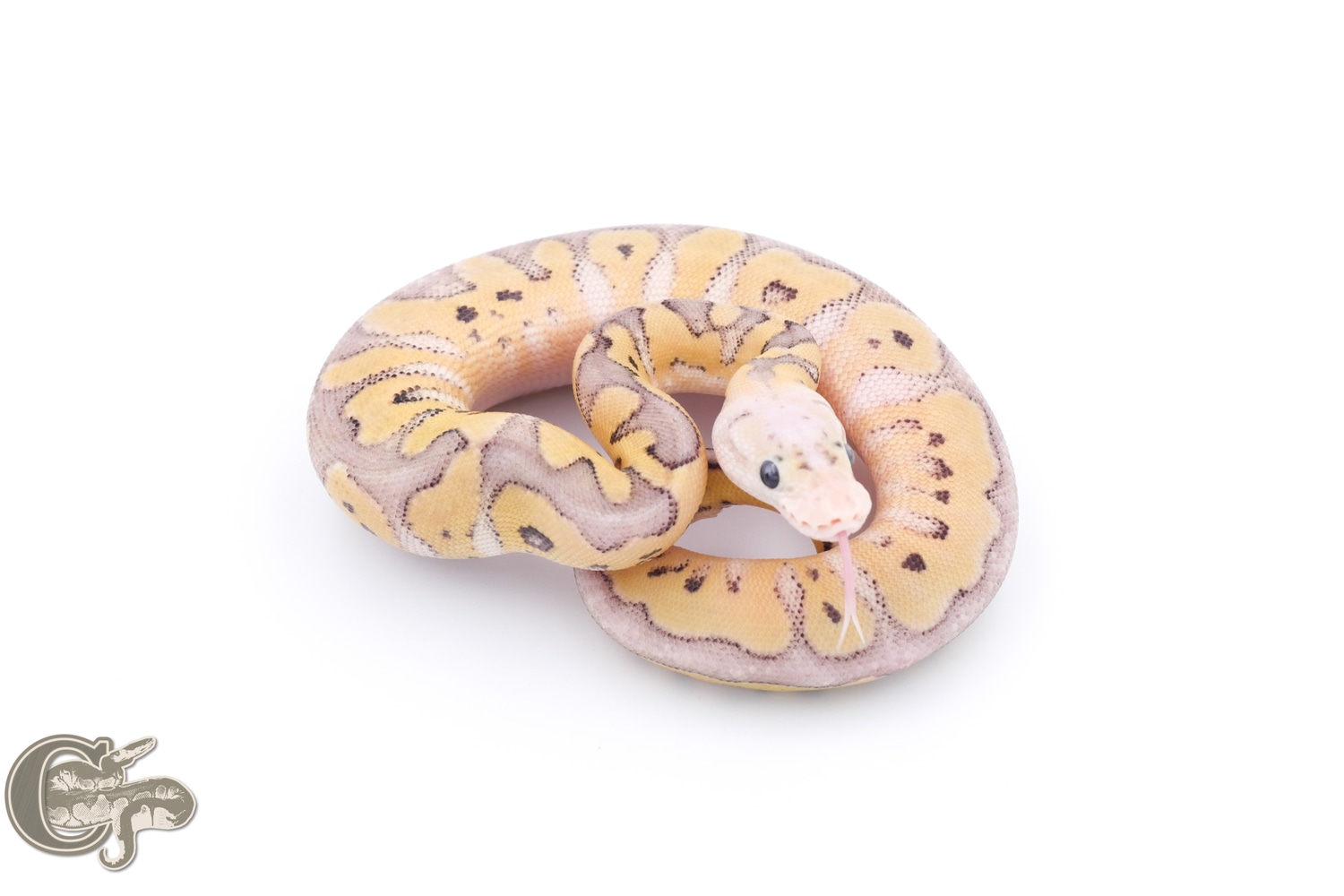 Killer Clown Het Desert Ghost Ball Python by Chimera - MorphMarket
