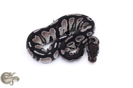 Black Head VPI Axanthic Het Pied 66% Het Lavender Ball Python by Chimera