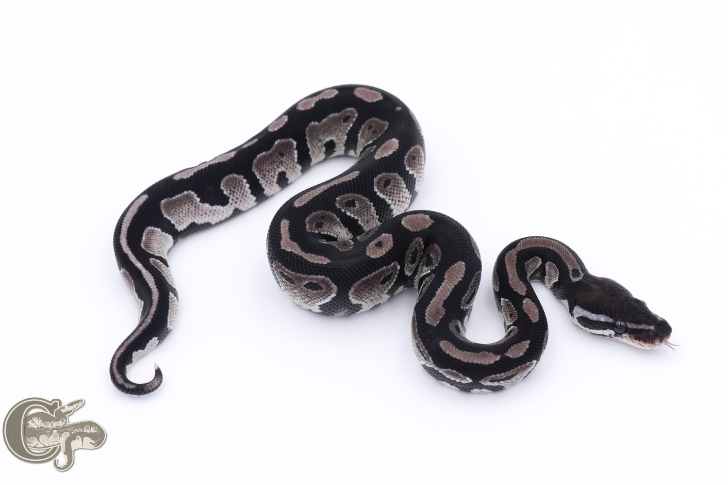 Black Head VPI Axanthic Het Pied 66% Het Lavender Ball Python by ...