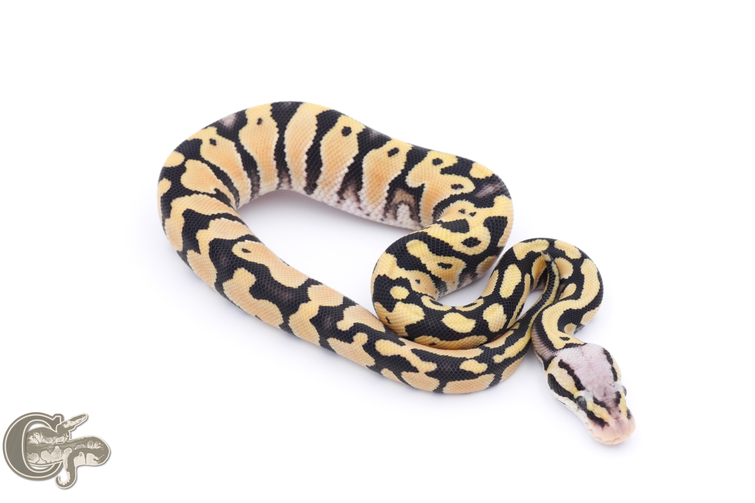 Pastel Desert Ghost Het Clown Ball Python by Chimera - MorphMarket