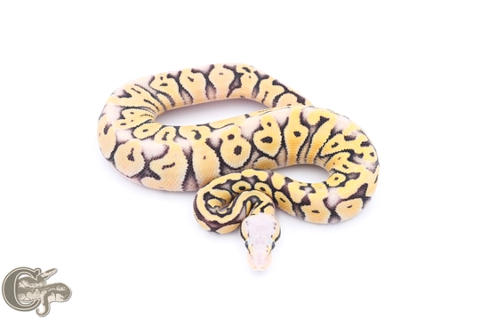 Super Pastel Desert Ghost Het Clown Ball Python by Chimera