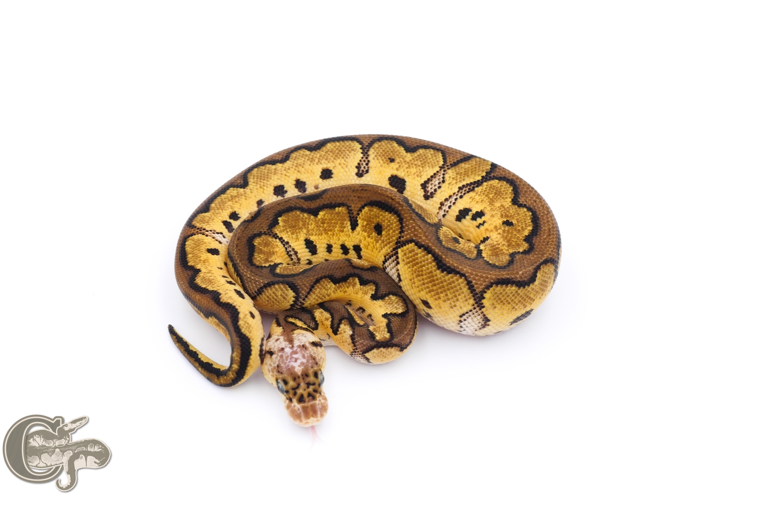 Pastel Clown Het Desert Ghost Ball Python by Chimera - MorphMarket