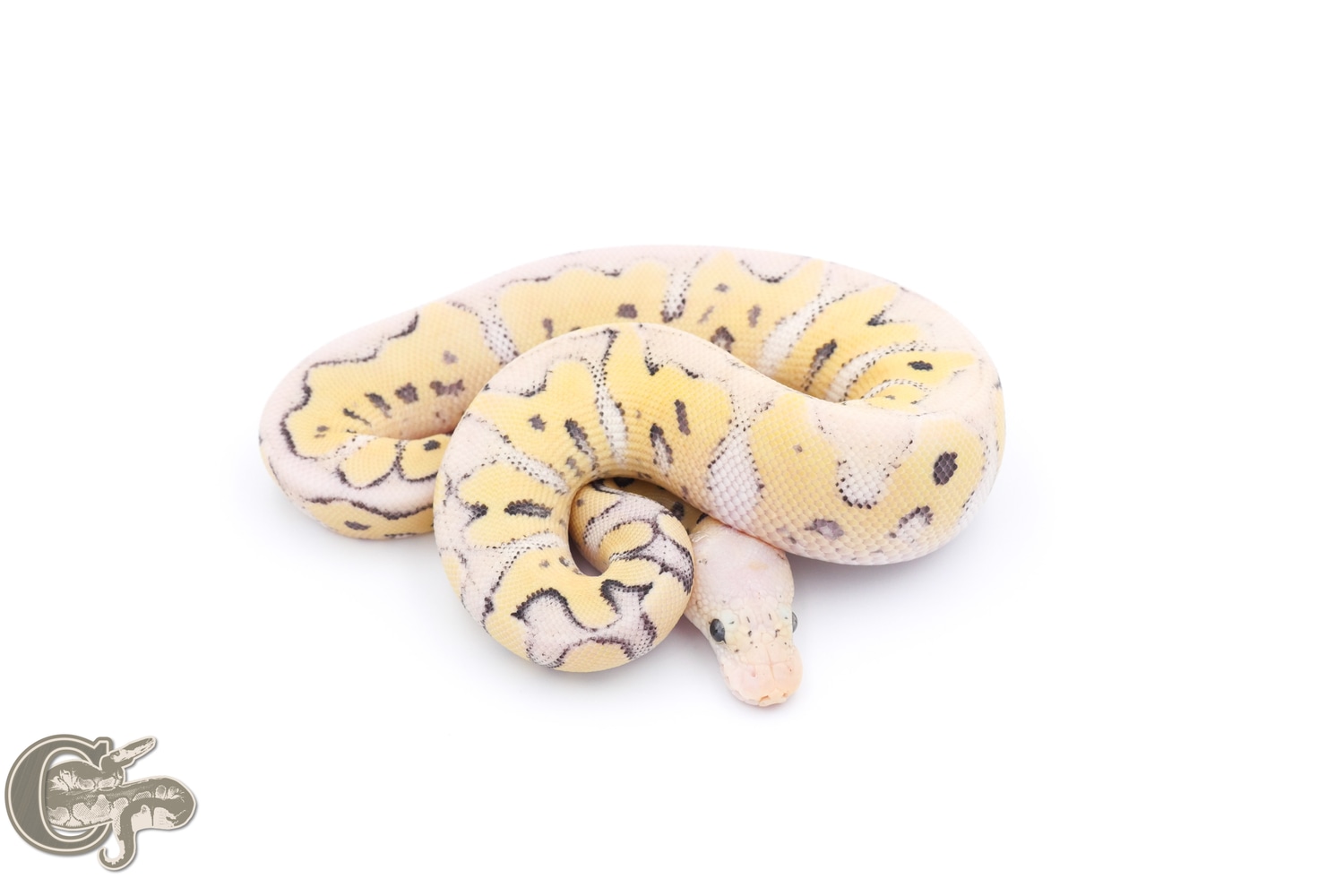 Killer Desert Ghost Clown Ball Python by Chimera - MorphMarket