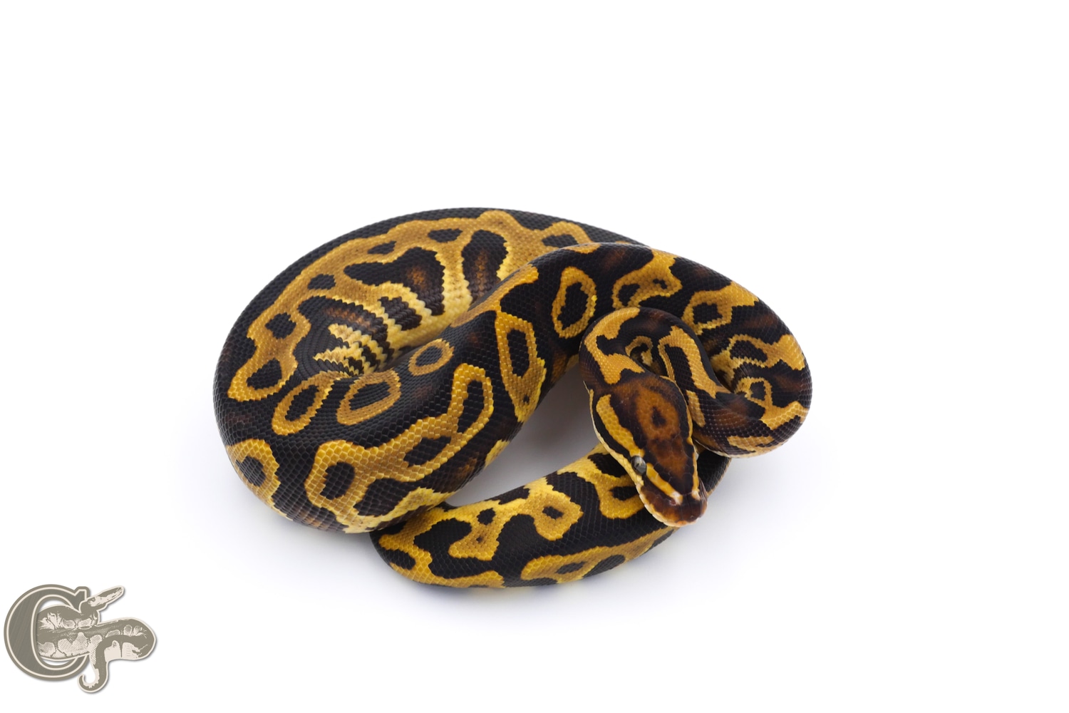 Trojan Leopard YB Het Clown Het Pied Ball Python by Chimera - MorphMarket