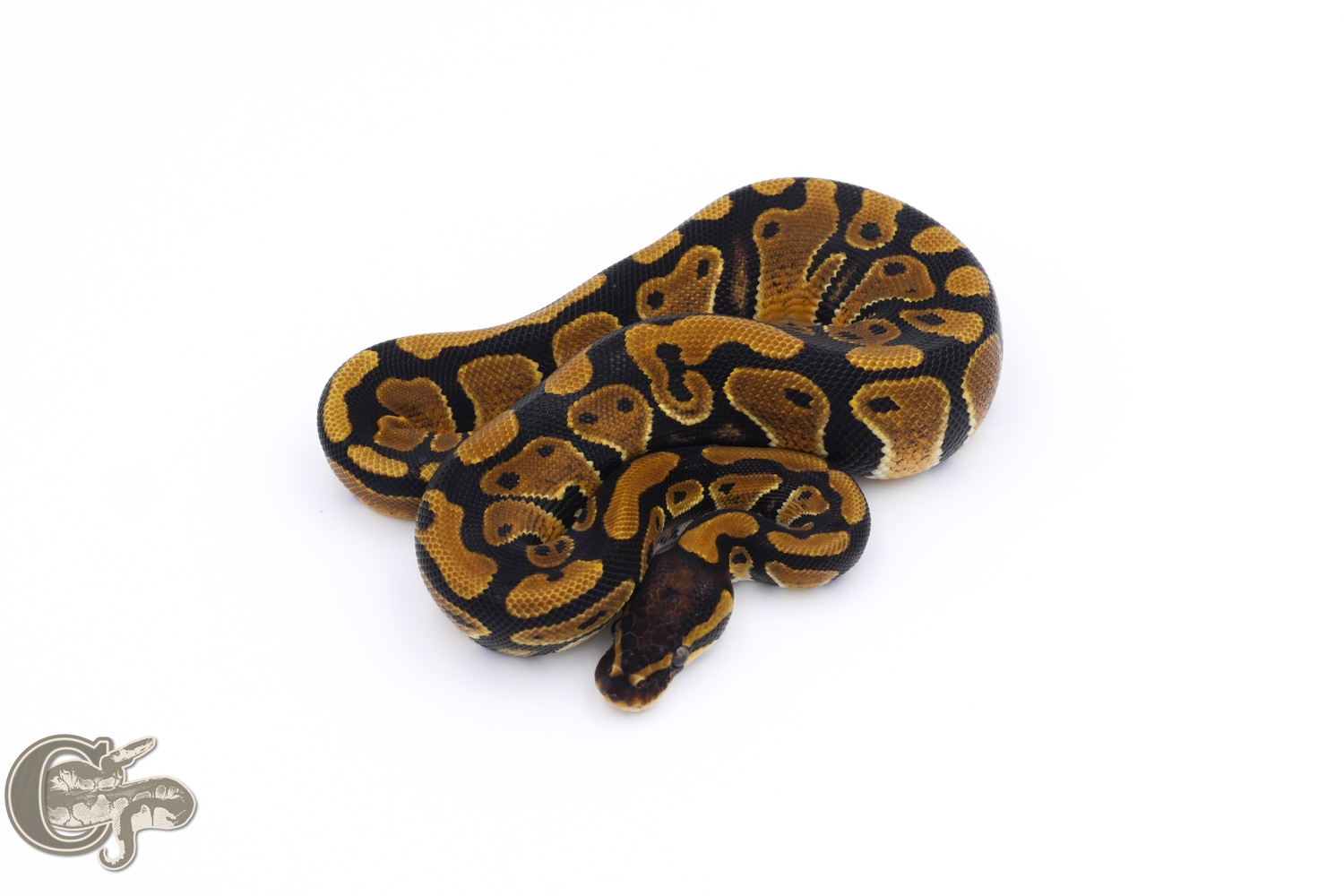 Het Pied Het Desert Ghost Ball Python by Chimera - MorphMarket