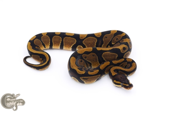 Het Pied Pos Het Desert Ghost Pos Het Clown Poss Het Cryptic Ball ...