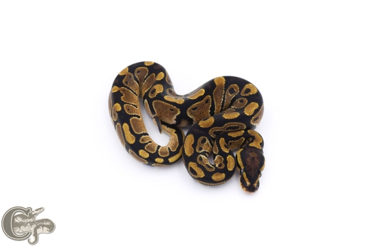 QUAD Het (DG PIED VPI Axanthic Clown) Ball Python by Chimera