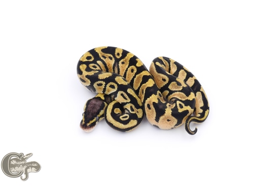 Pastel QUAD Het (DG PIED VPI Axanthic Clown) Ball Python by Chimera