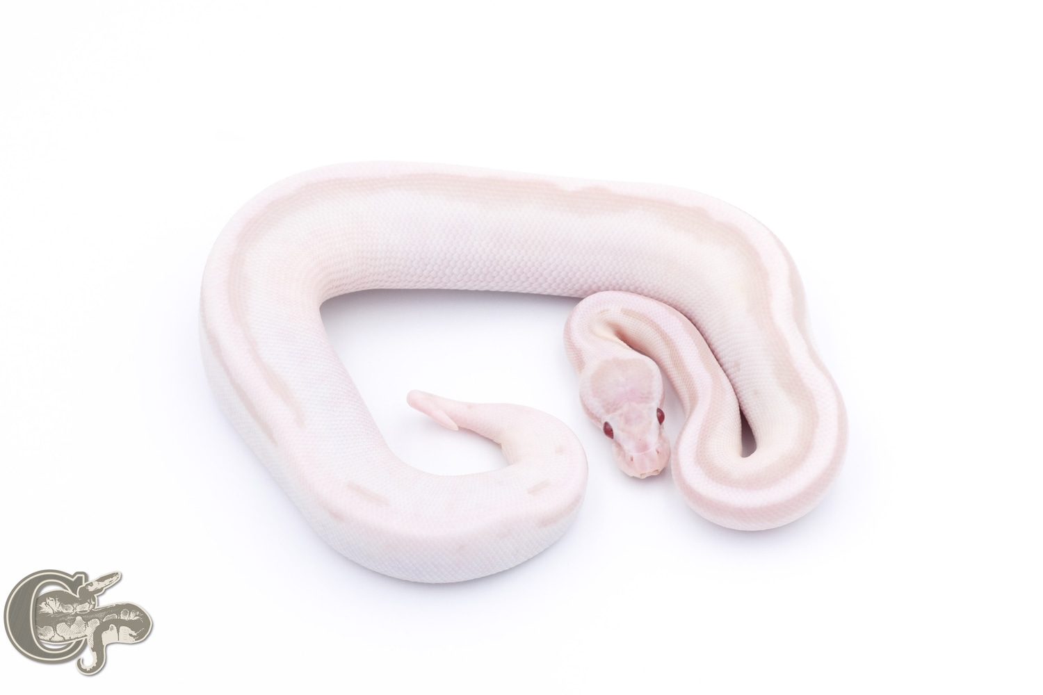 Black Head Lavender VPI Axanthic Pied Ball Python by Chimera - MorphMarket