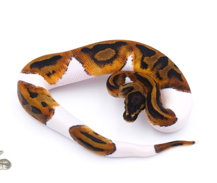 Clown Ghost Pied Ball Python by Chimera - MorphMarket