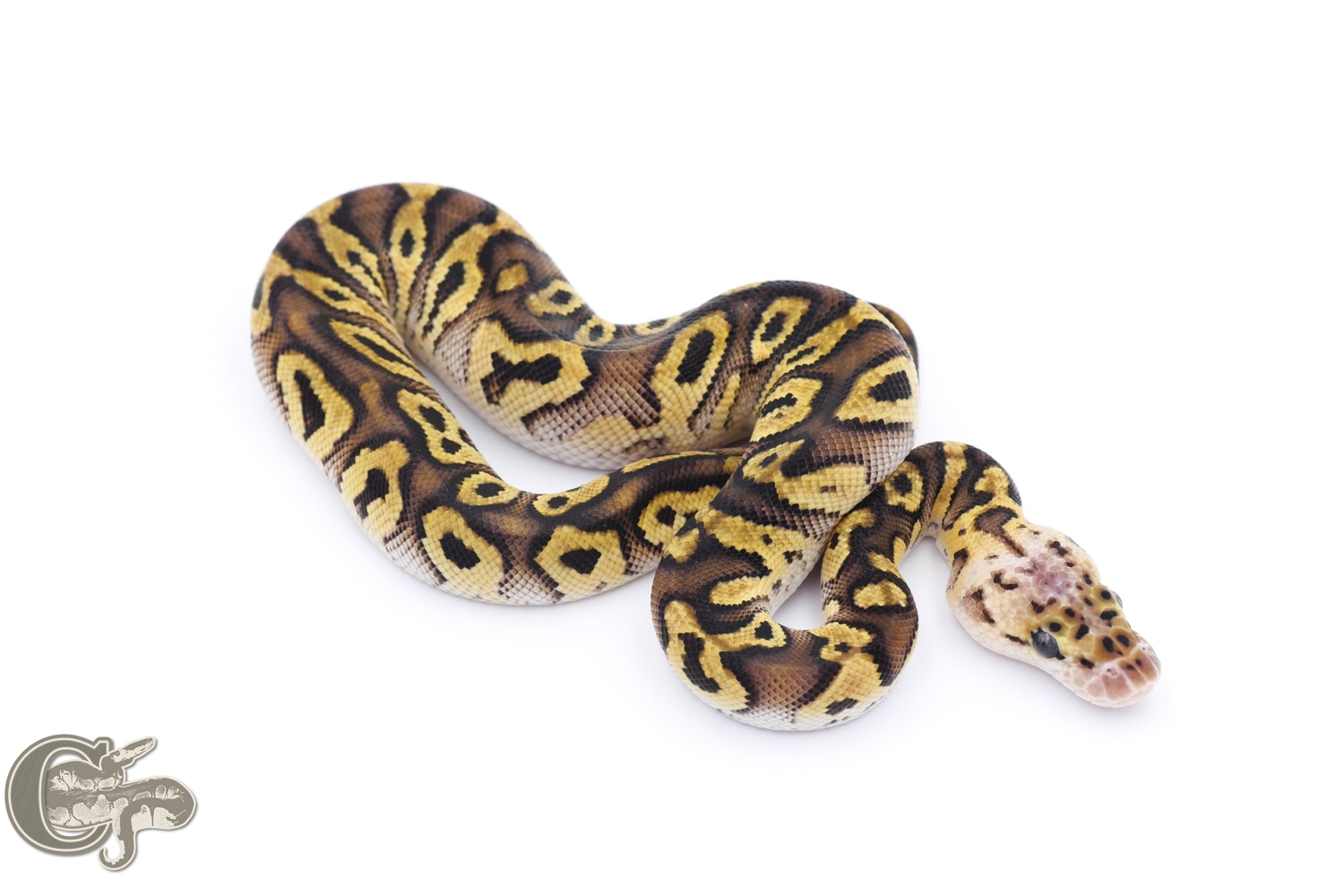 Pastel Cypress Clown Het Desert Ghost Ball Python by Chimera - MorphMarket