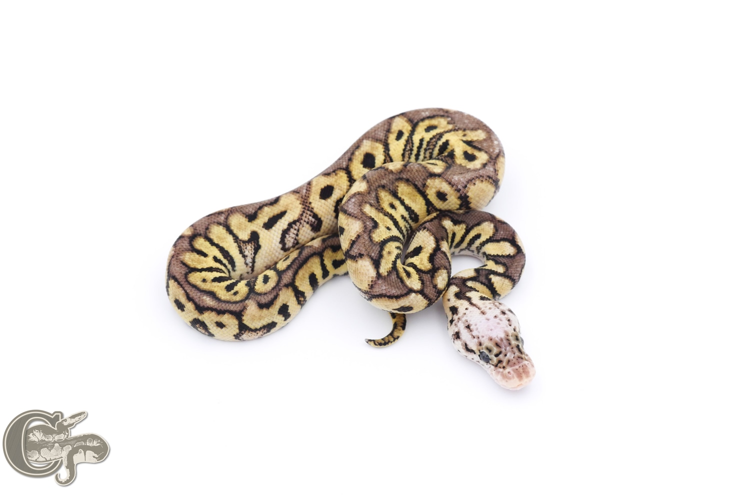 Pastel Spotnose Clown Het Desert Ghost Ball Python by Chimera - MorphMarket