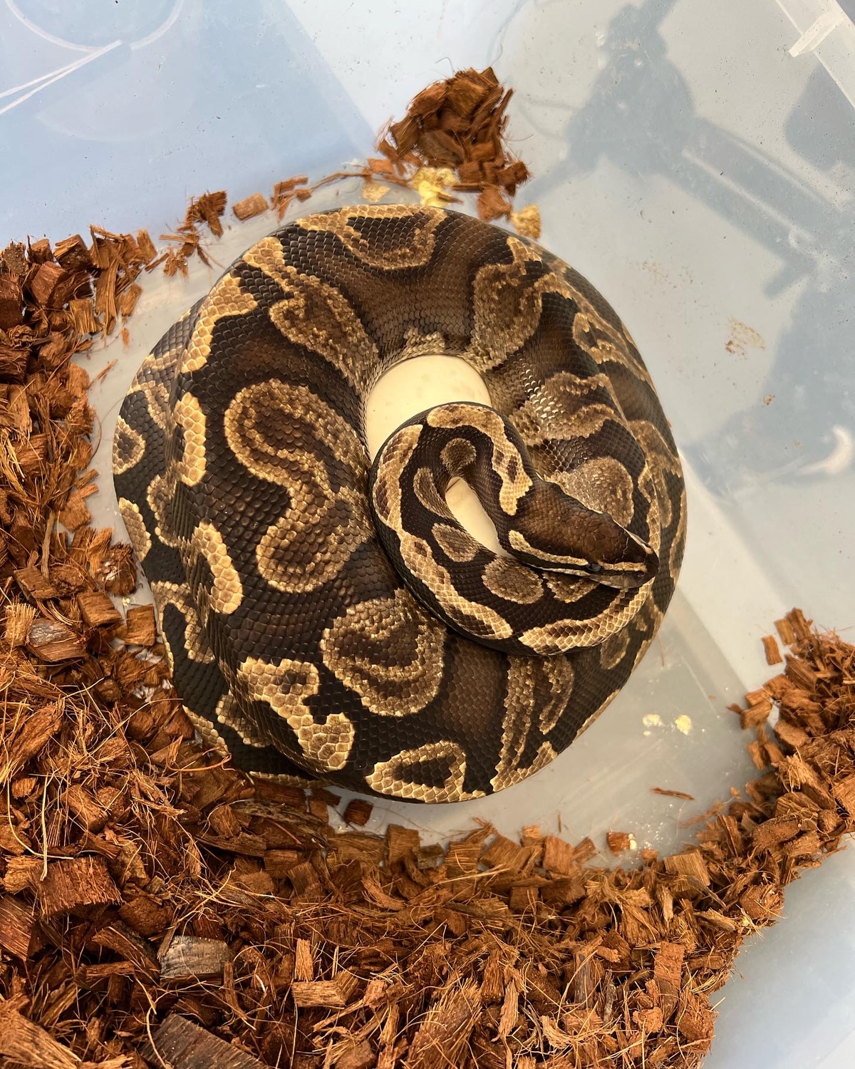 GHI Ball Python by Python Lair - MorphMarket