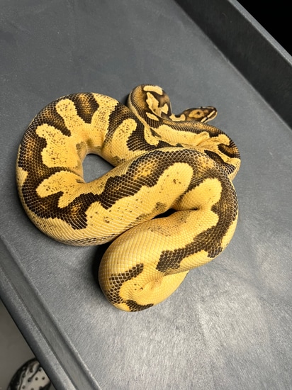 Super OD YB Fire Special Ball Python by Python Lair