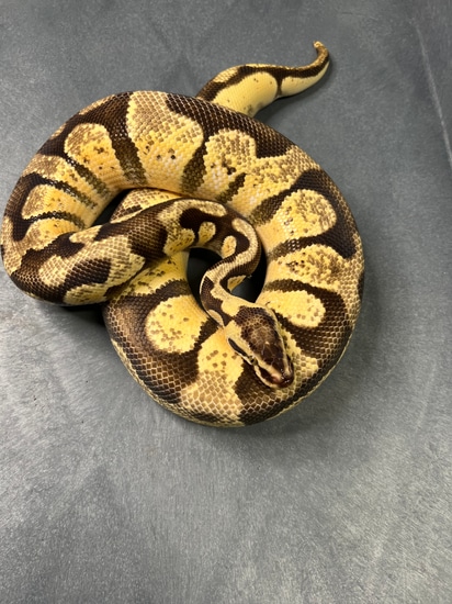 Pastel Enchi Gravel Ball Python by Python Lair